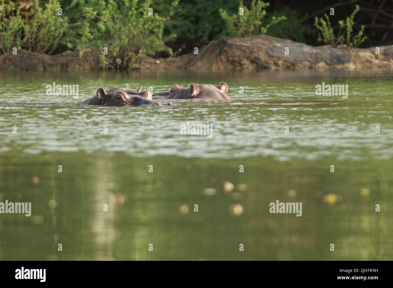 Hippos Hippopotamus amphibius in the Gambia River. Niokolo Koba ...