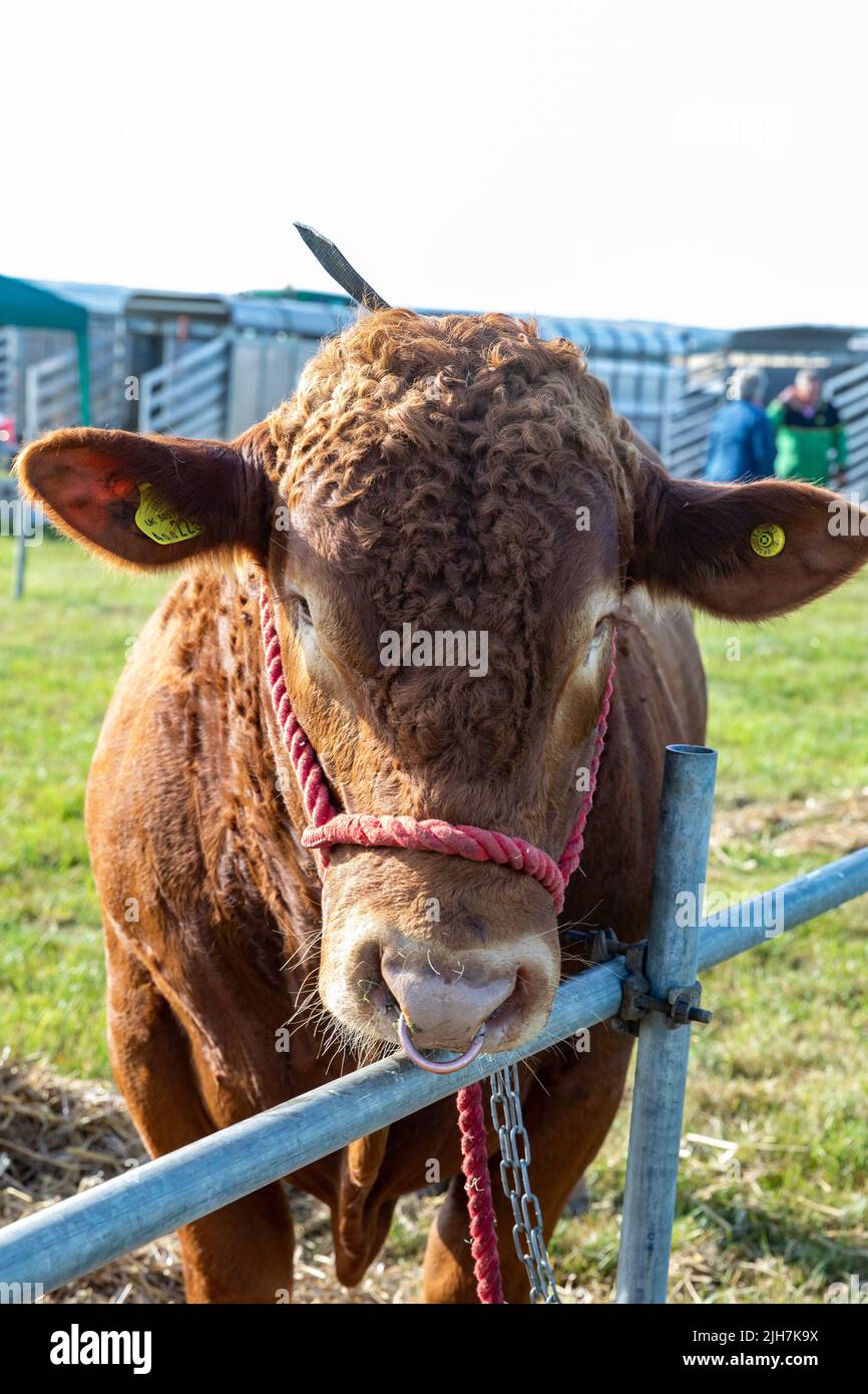 Camborne, Cornwall, UK. 16th July 2022, Camborne show is a celebration ...