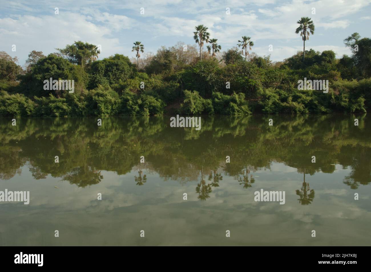 Gambia palms palm trees hi-res stock photography and images - Alamy
