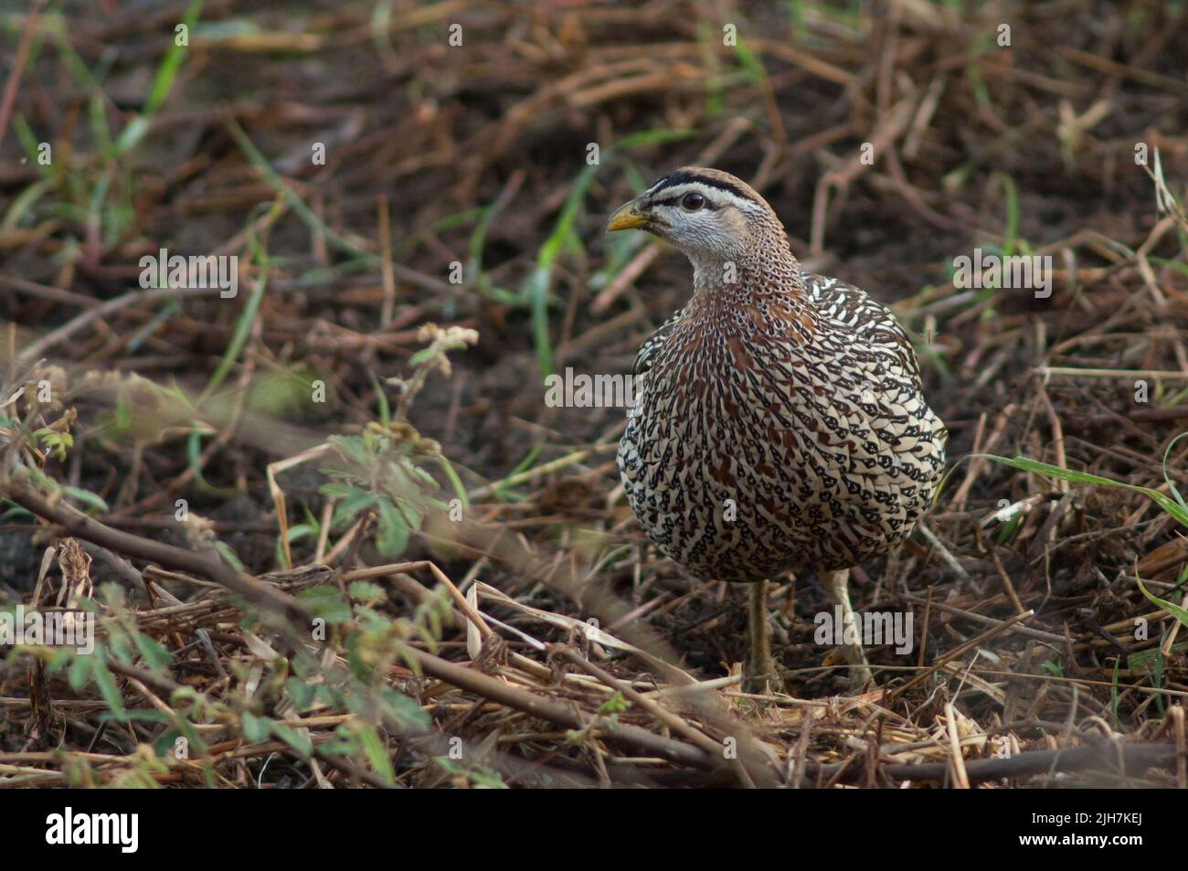Double-spurred spurfowl Pternistis bicalcaratus in Niokolo Koba ...