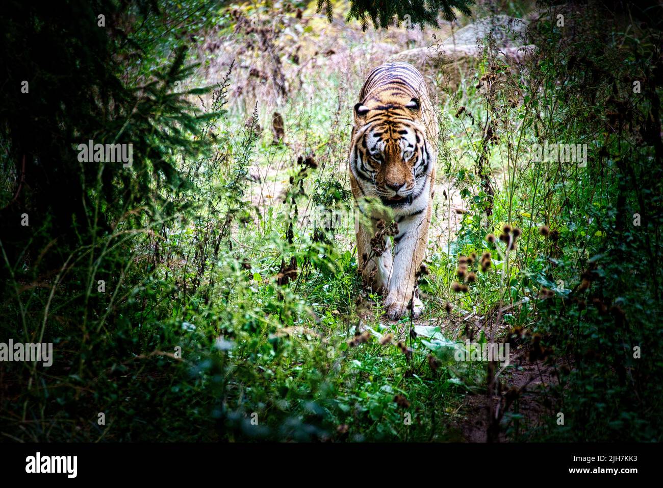 Siberian tiger. Elegant big cat. endangered predator. white,black ...
