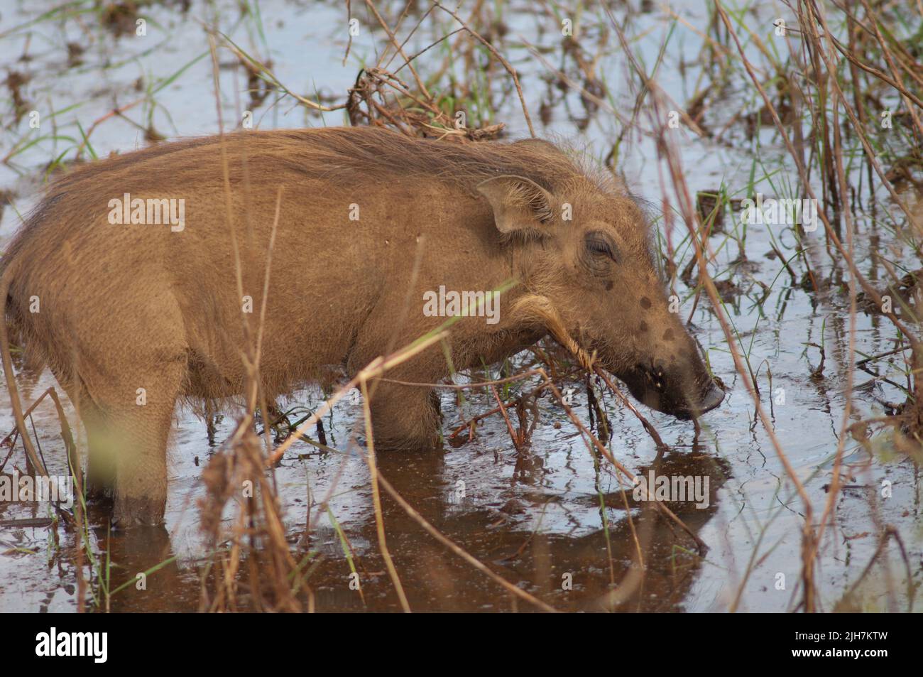 Nolan warthog Phacochoerus africanus africanus. Niokolo Koba National ...