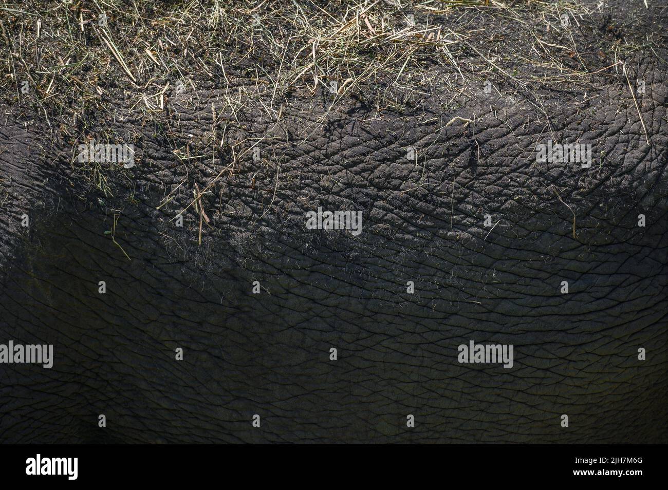 Elephant skin texture hi-res stock photography and images - Alamy