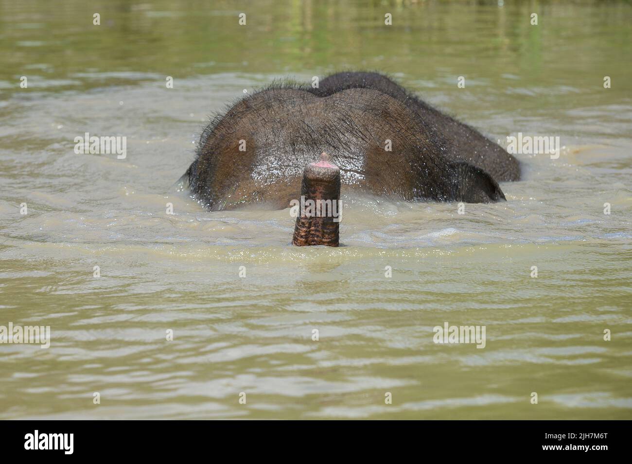 The trunk of an Asian elephant that dived into the pond sticks out ...