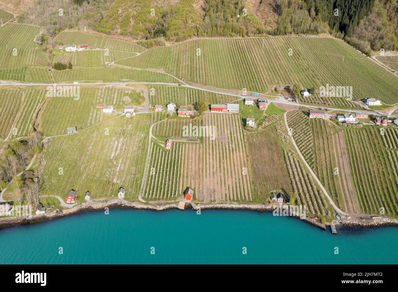 Aerial view of apple orchards near Lofthus, Hardangerfjord, Norway ...