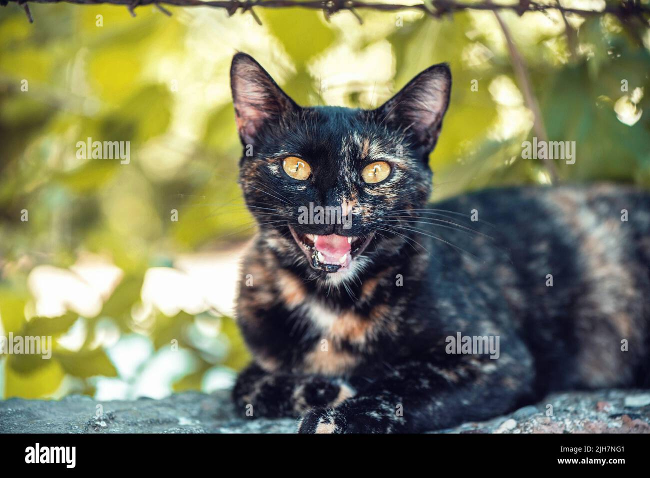 Beautiful tortoise cat is meowing to the photographer, close up Stock ...