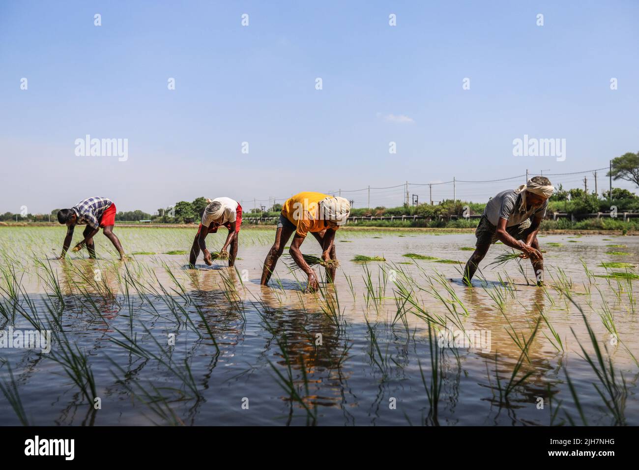 New Delhi, India. 15th July, 2022. Indian farm labourers sow rice ...