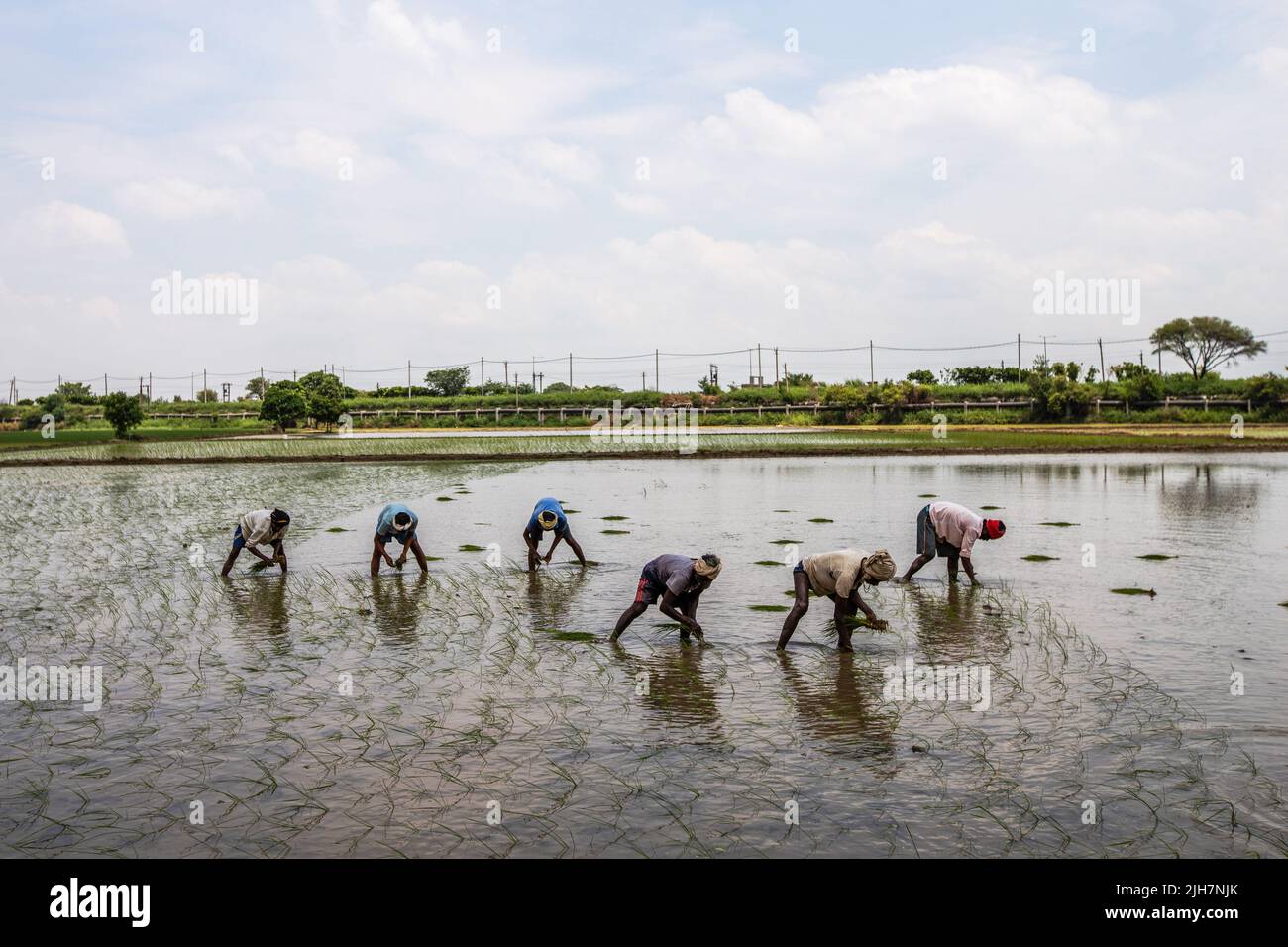 New Delhi, India. 15th July, 2022. Indian farm labourers sow rice ...
