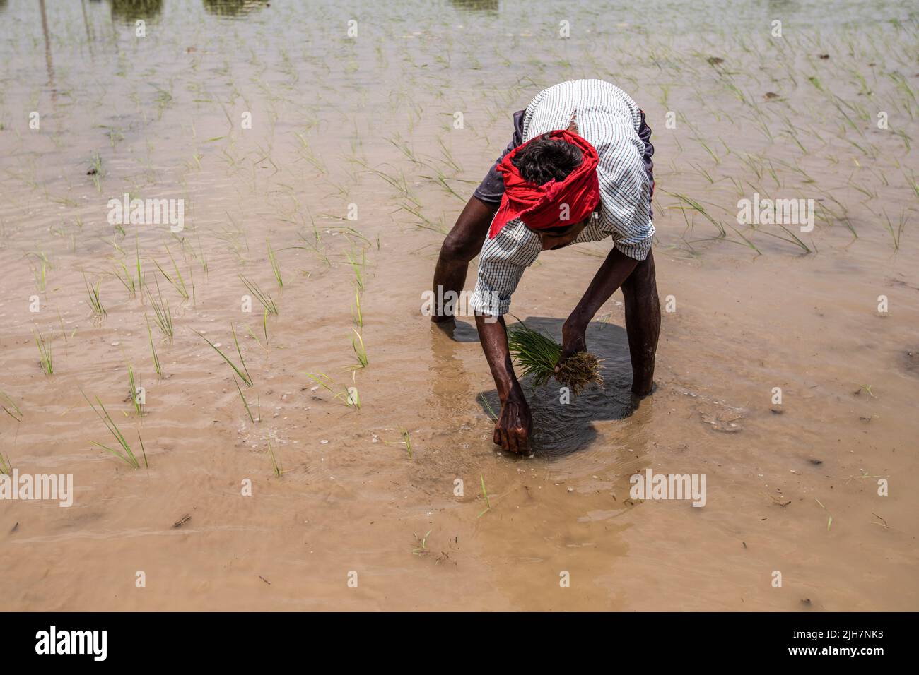 New Delhi, India. 15th July, 2022. An Indian farm labourer sowing rice ...
