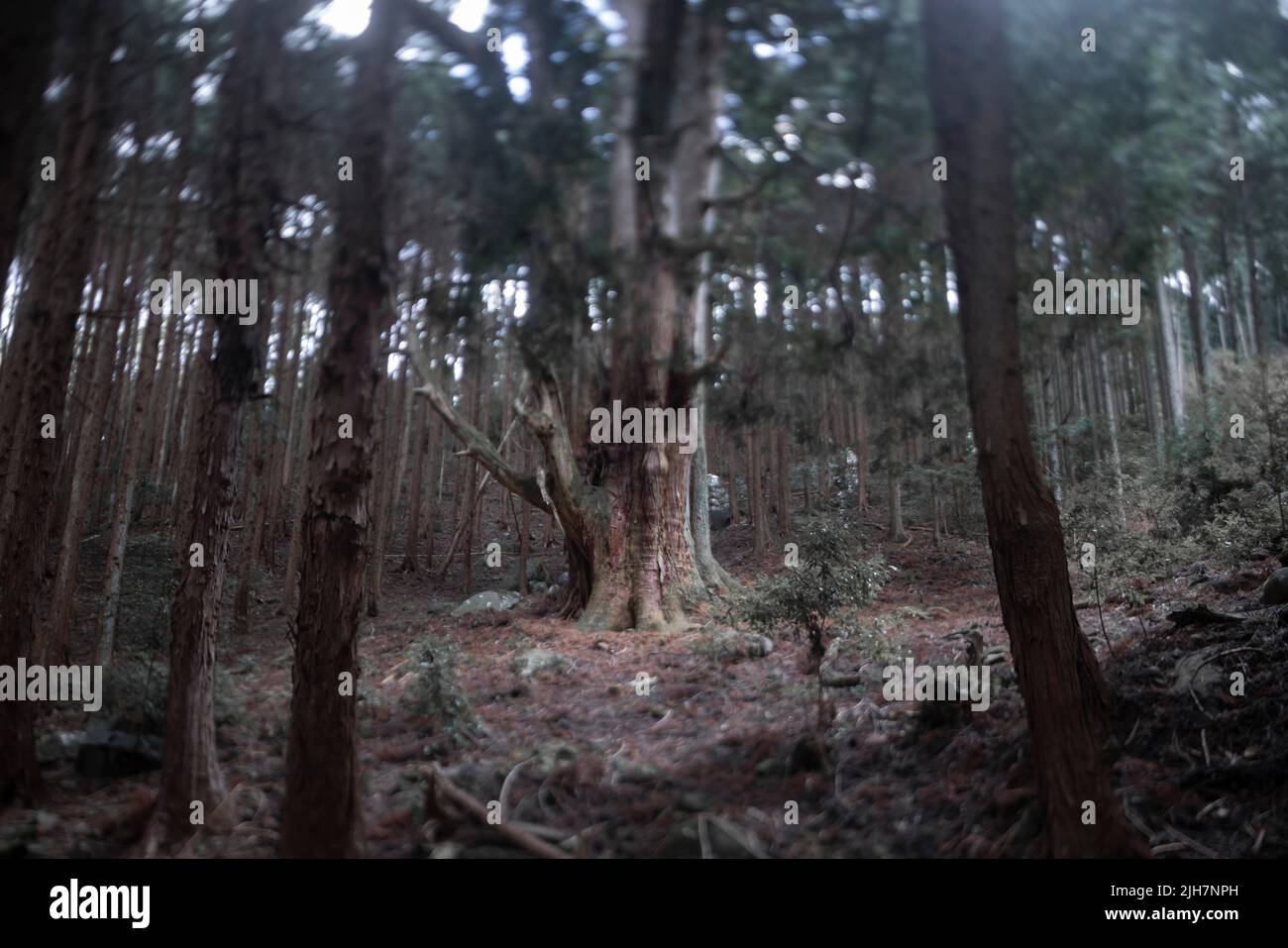 A Japanese big cedar tree in the mysterious forest daytime Stock Photo ...