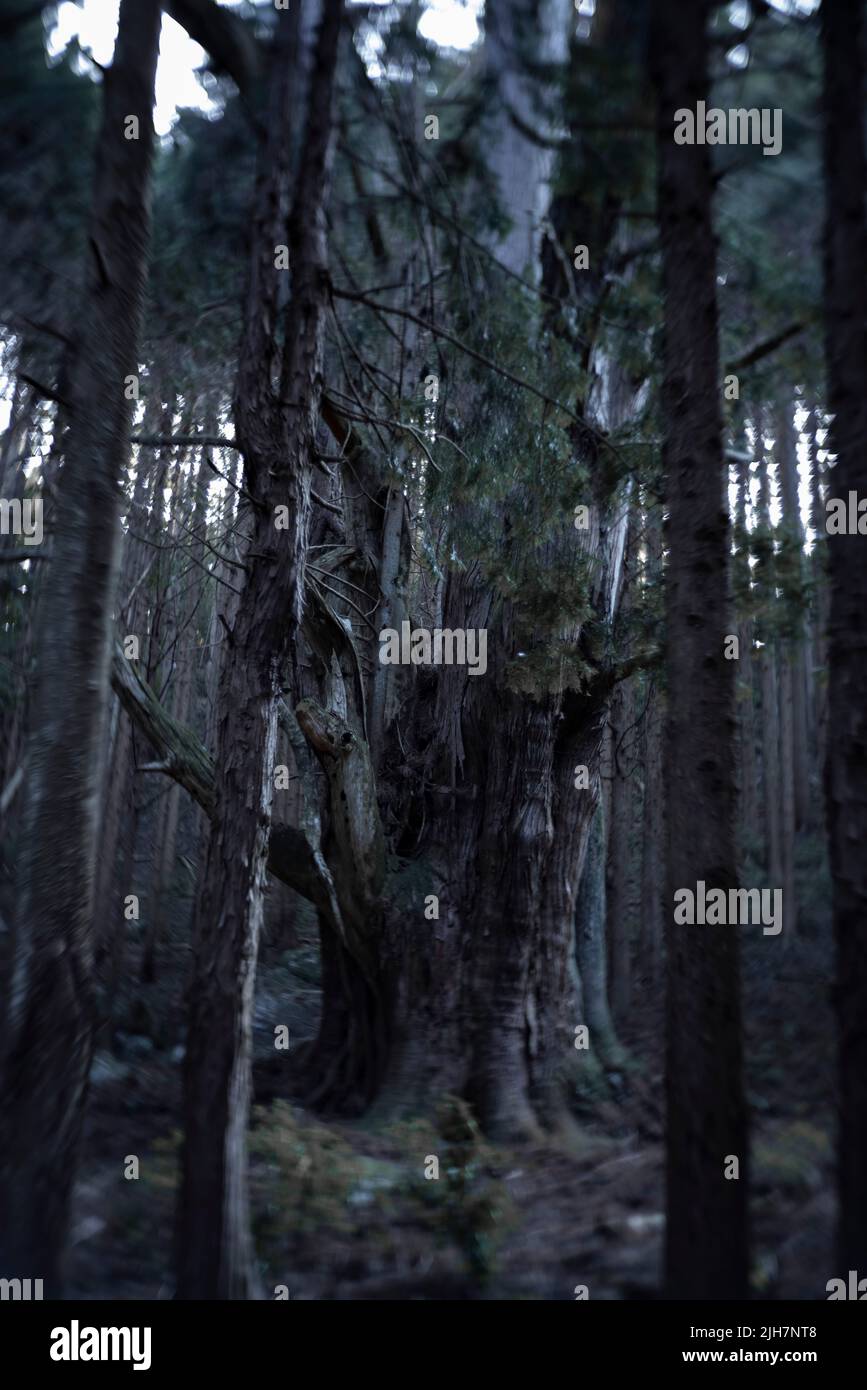 A Japanese big cedar tree in the mysterious forest daytime Stock Photo ...