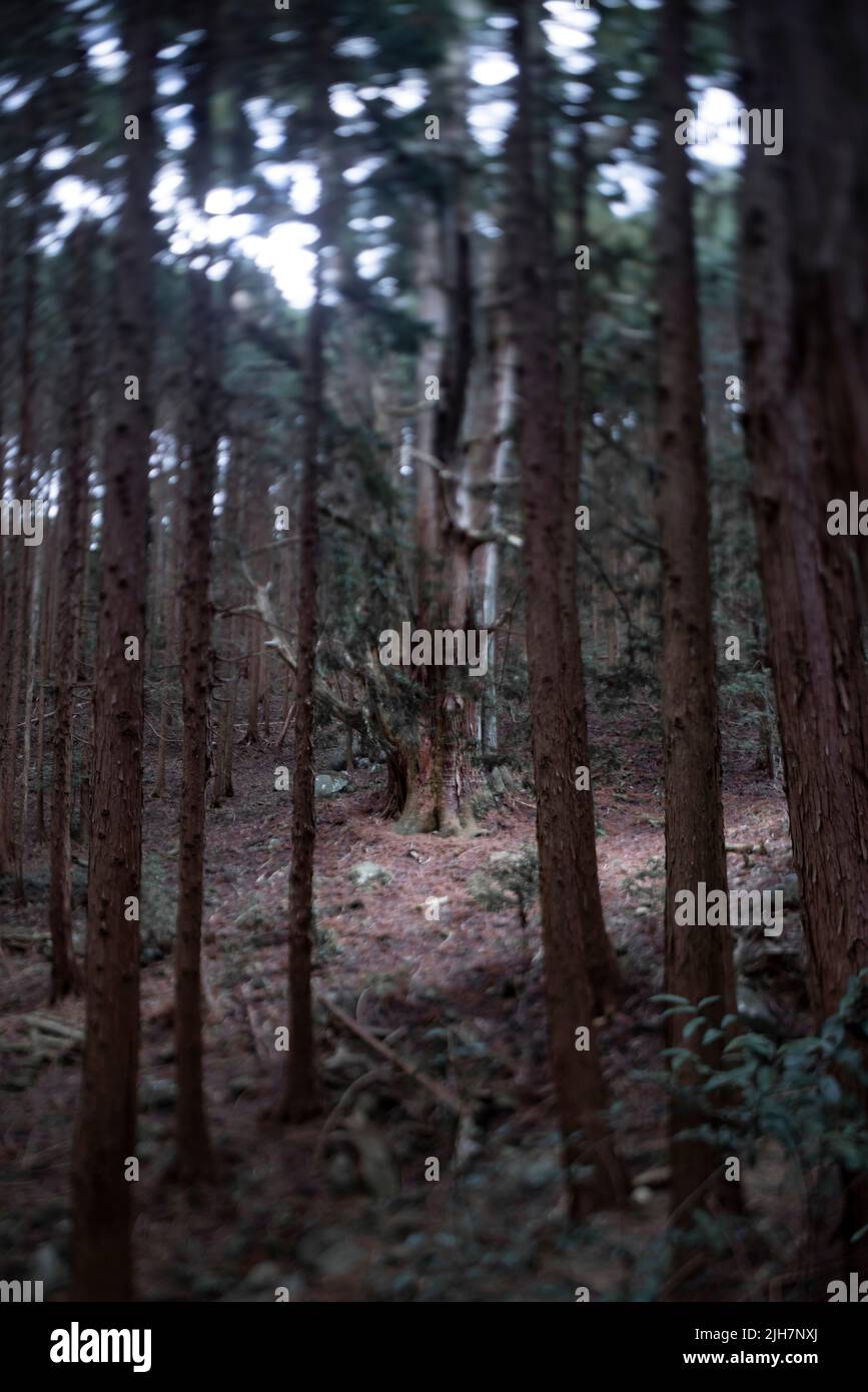A Japanese big cedar tree in the mysterious forest daytime Stock Photo ...