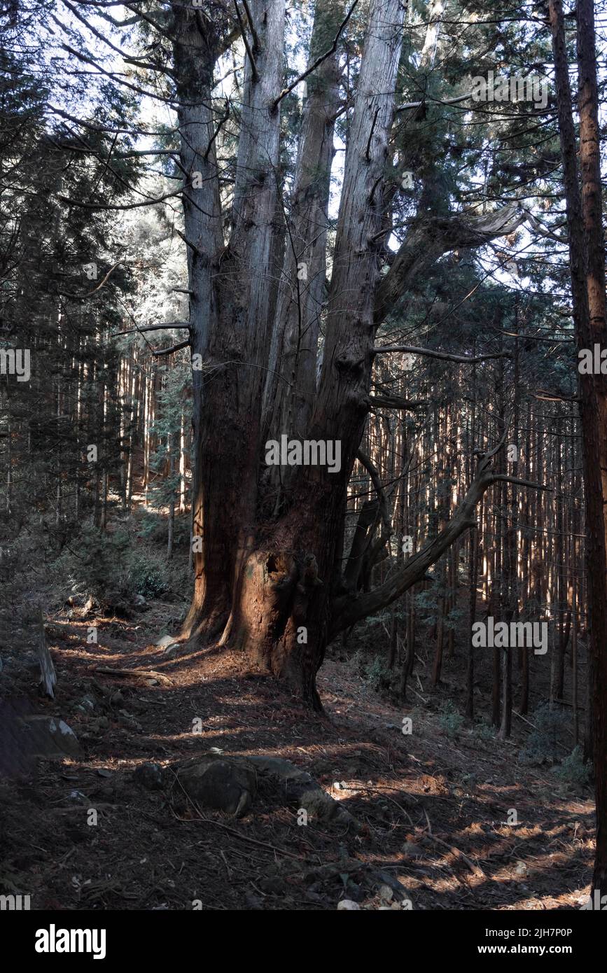 A Japanese big cedar tree in the mysterious forest daytime Stock Photo ...