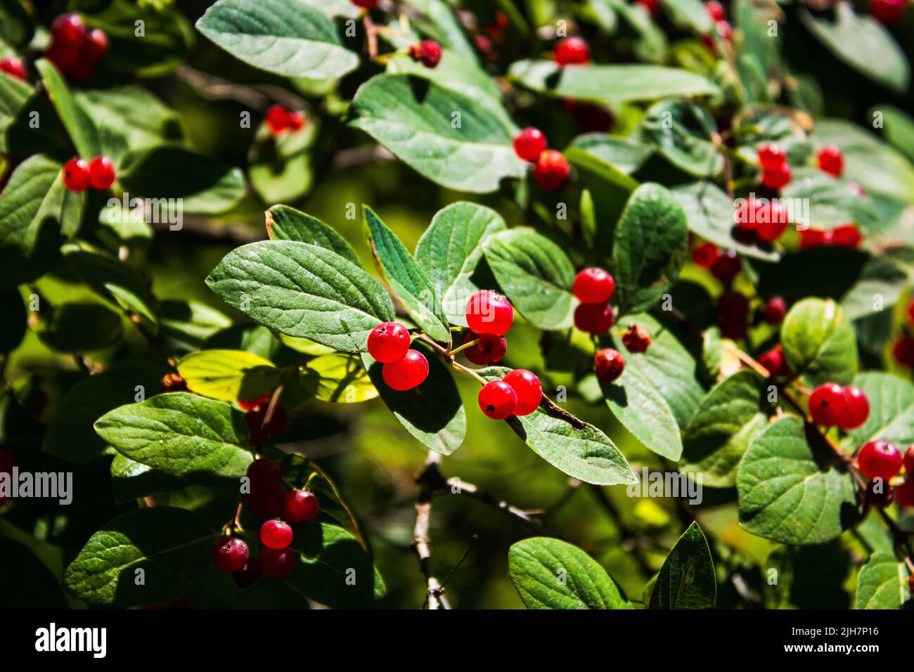 Red berries on a bush lit by sunlight Stock Photo - Alamy
