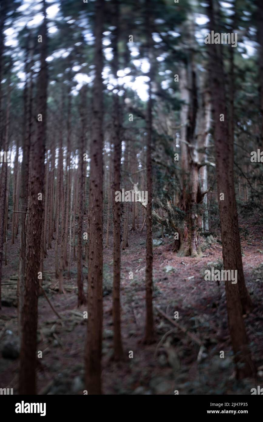 A Japanese big cedar tree in the mysterious forest daytime Stock Photo ...