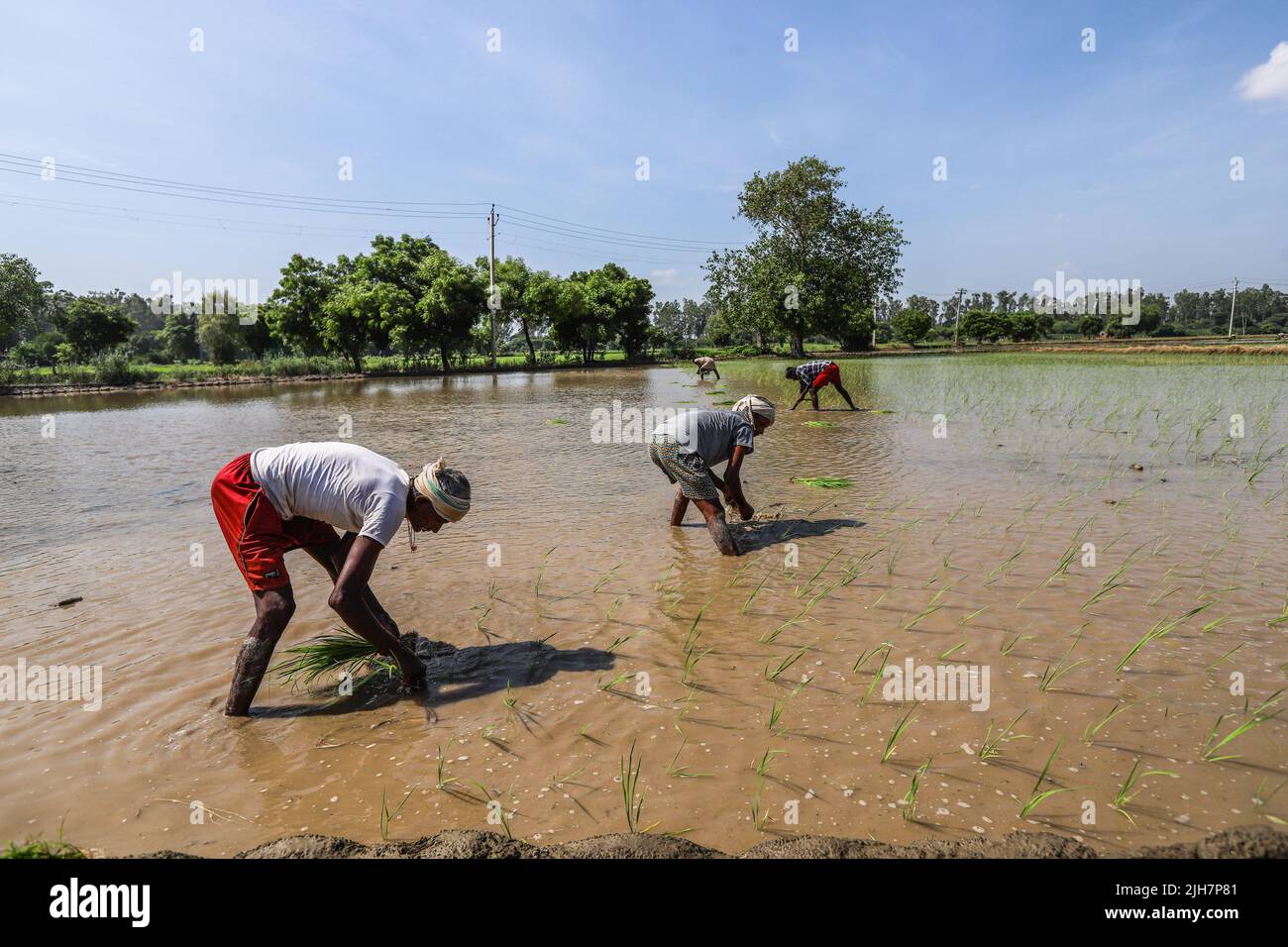 New Delhi, India. 15th July, 2022. Indian farm labourers sow rice ...