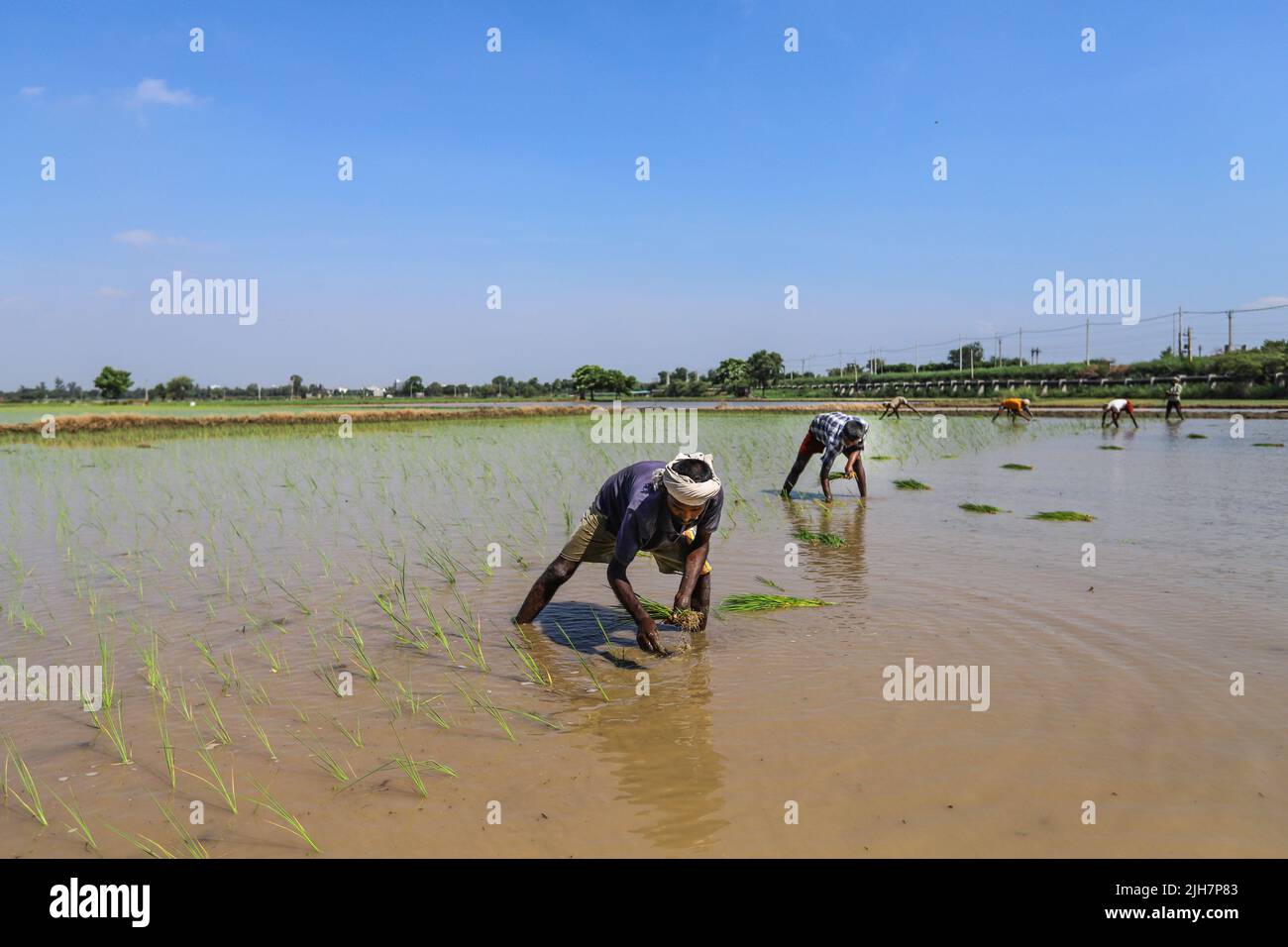 Indian farm labourers sow rice saplings in a paddy field on the ...