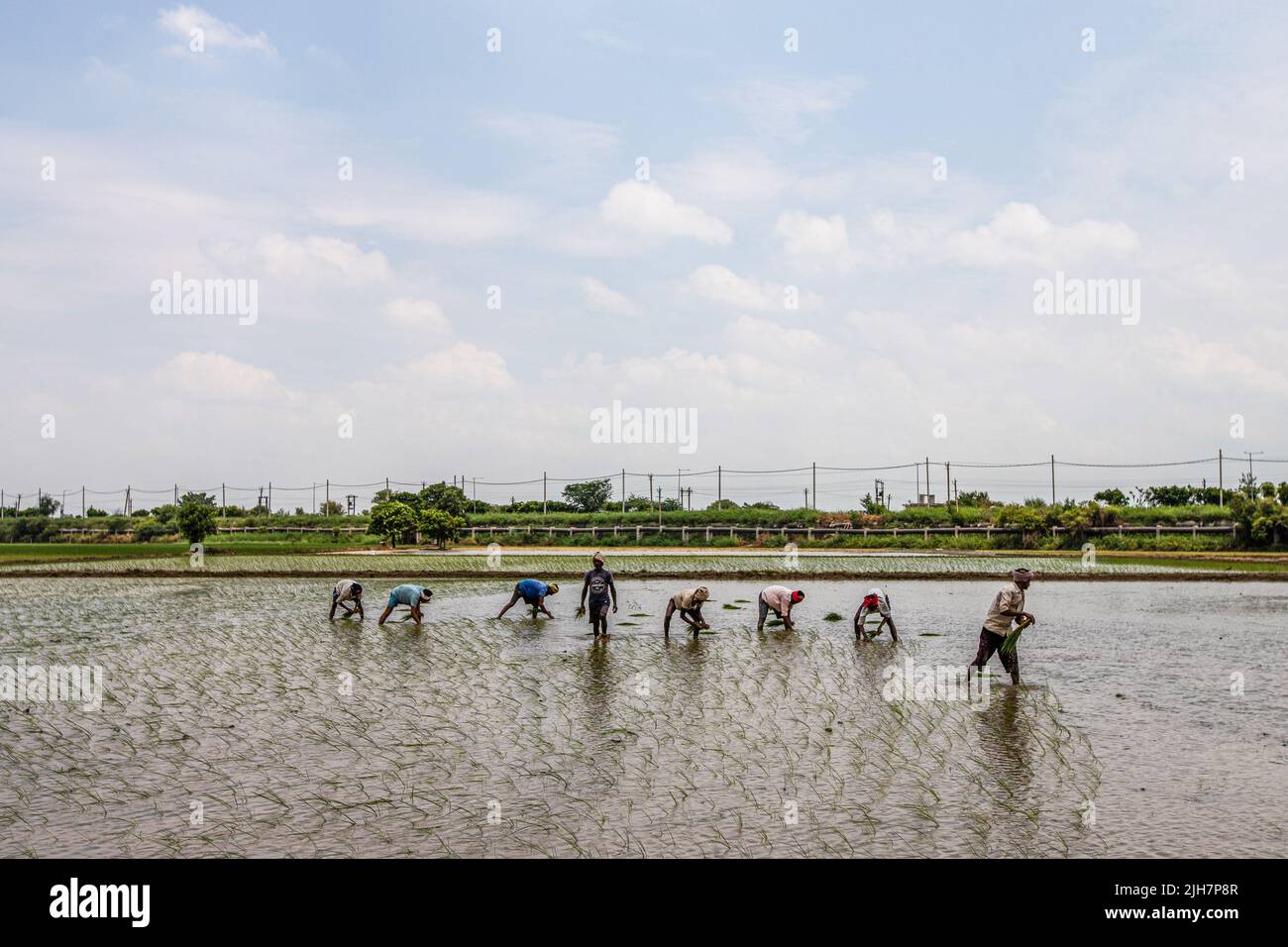 Indian farm labourers sow rice saplings in a paddy field on the ...
