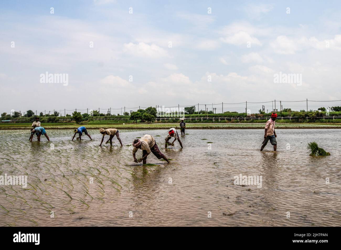 New Delhi, India. 15th July, 2022. Indian farm labourers sow rice ...