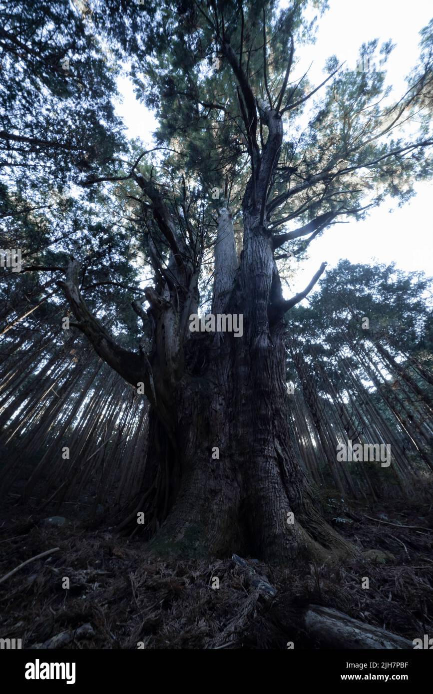A Japanese big cedar tree in the mysterious forest daytime Stock Photo ...