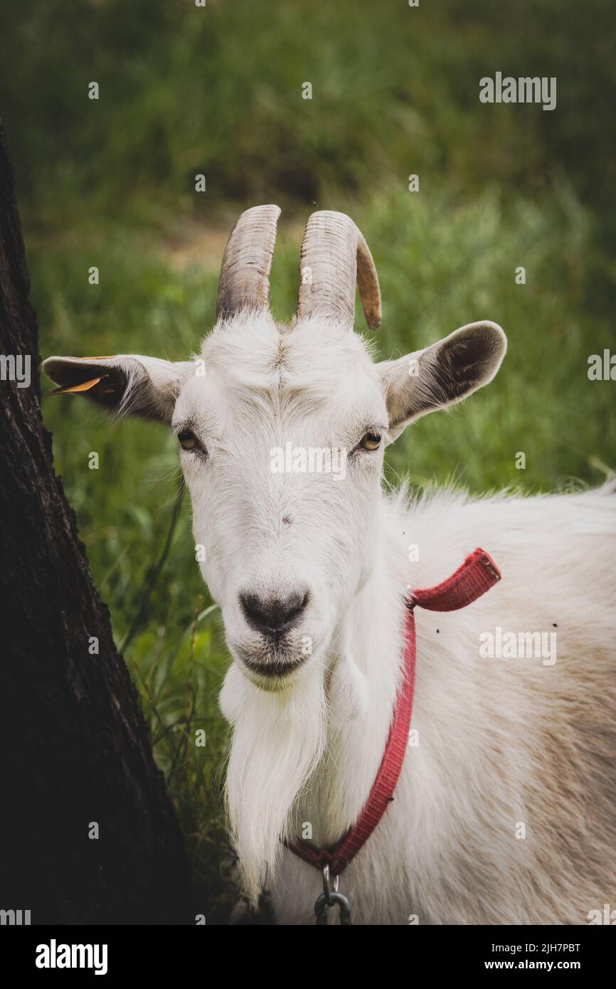 Goat with red collar hi-res stock photography and images - Alamy