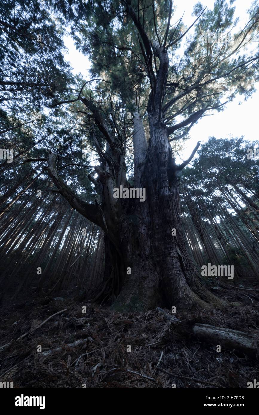 A Japanese big cedar tree in the mysterious forest daytime Stock Photo ...