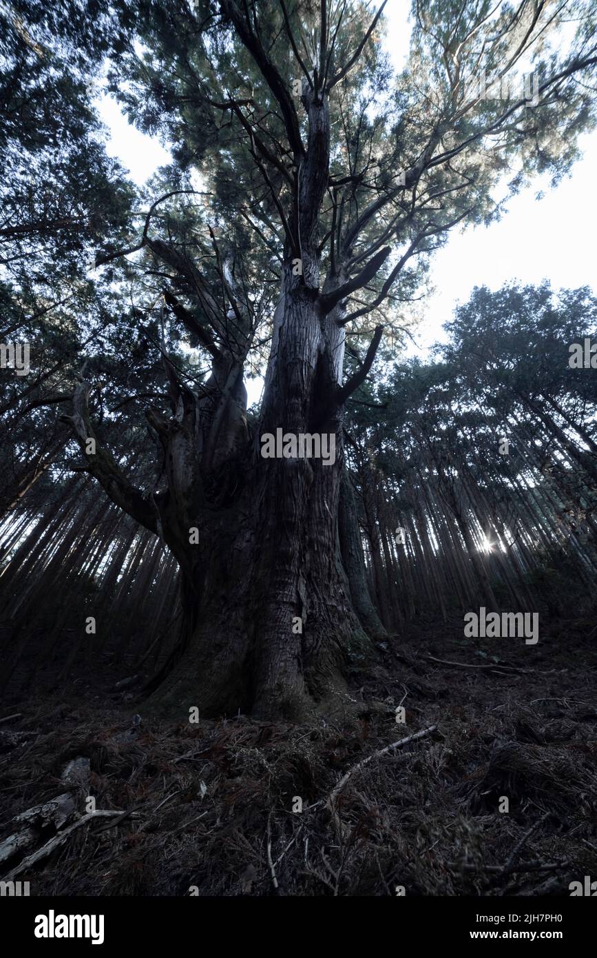 A Japanese big cedar tree in the mysterious forest daytime Stock Photo ...