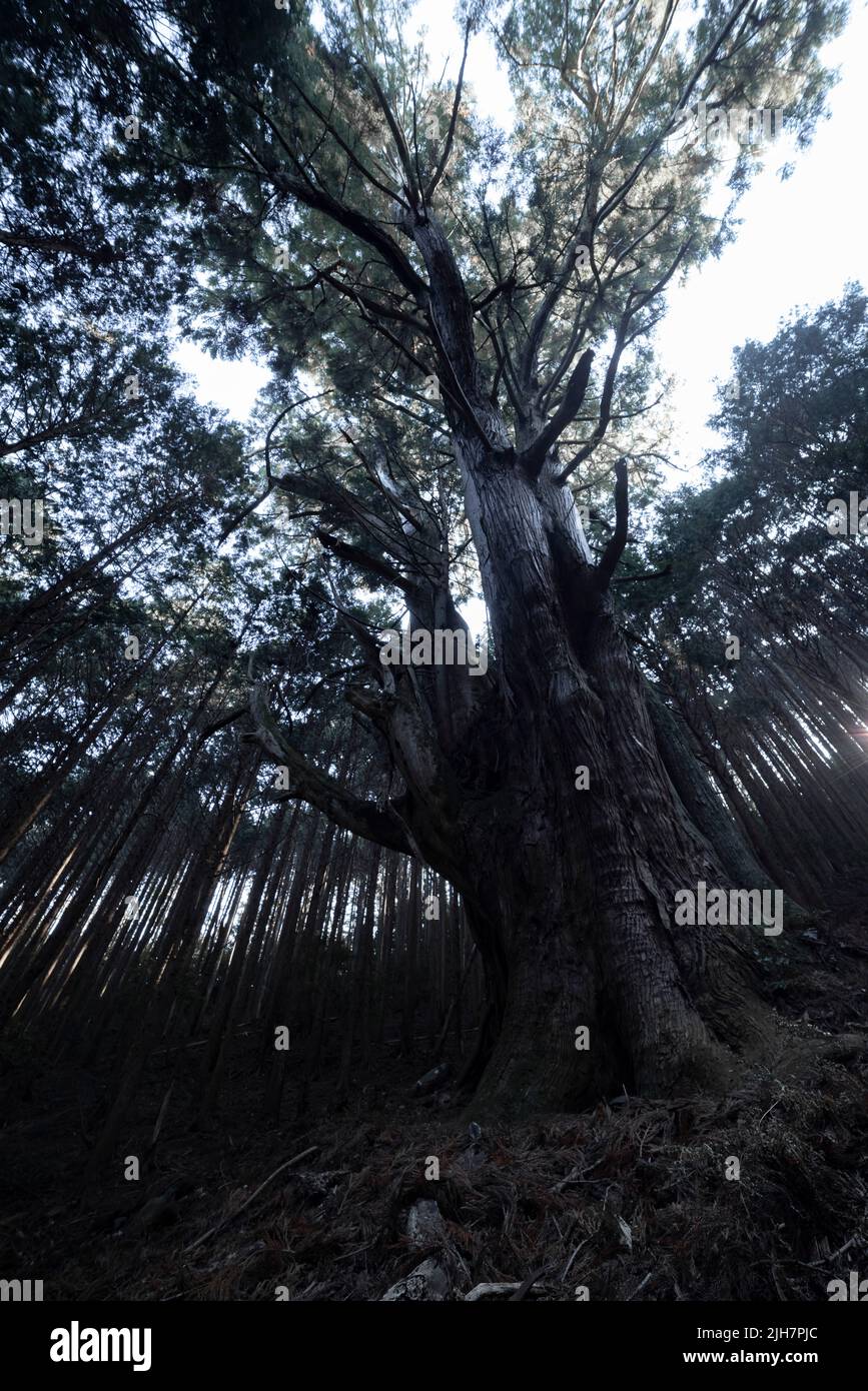 A Japanese big cedar tree in the mysterious forest daytime Stock Photo ...