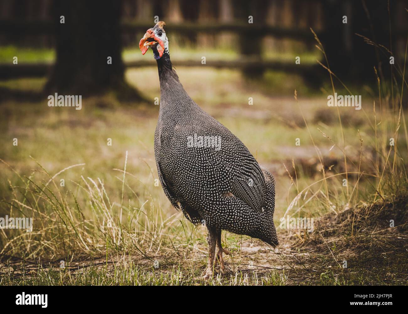 Guinea fowl walking on grass Stock Photo - Alamy