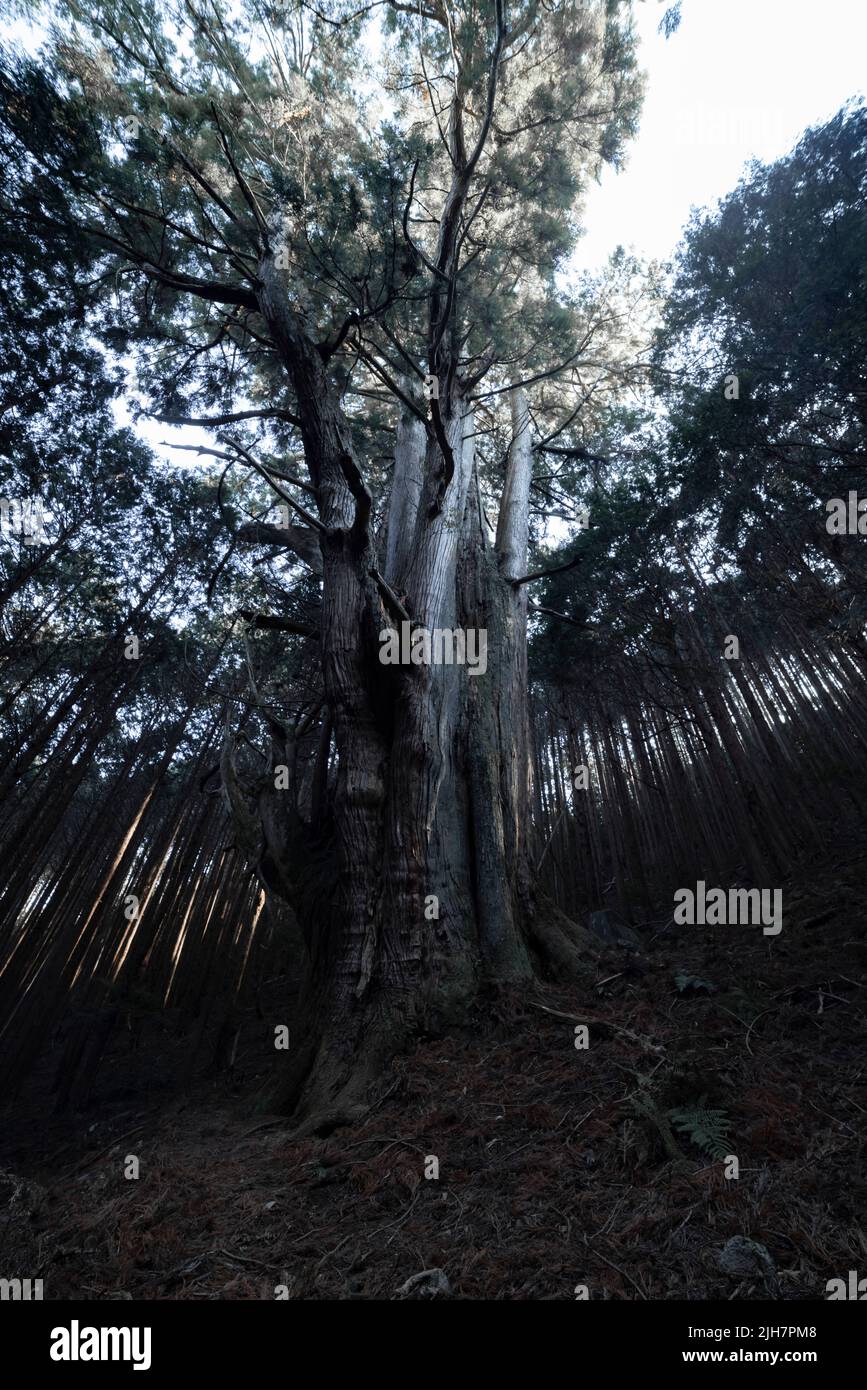 A Japanese big cedar tree in the mysterious forest daytime Stock Photo ...