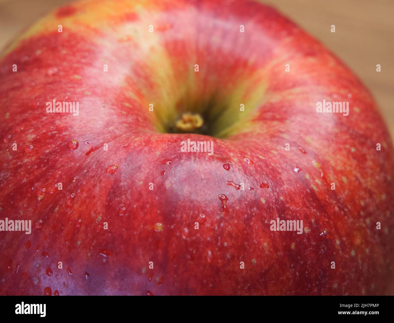 A single large ripe gala apple, a close-up shot. Beautiful red fruit ...
