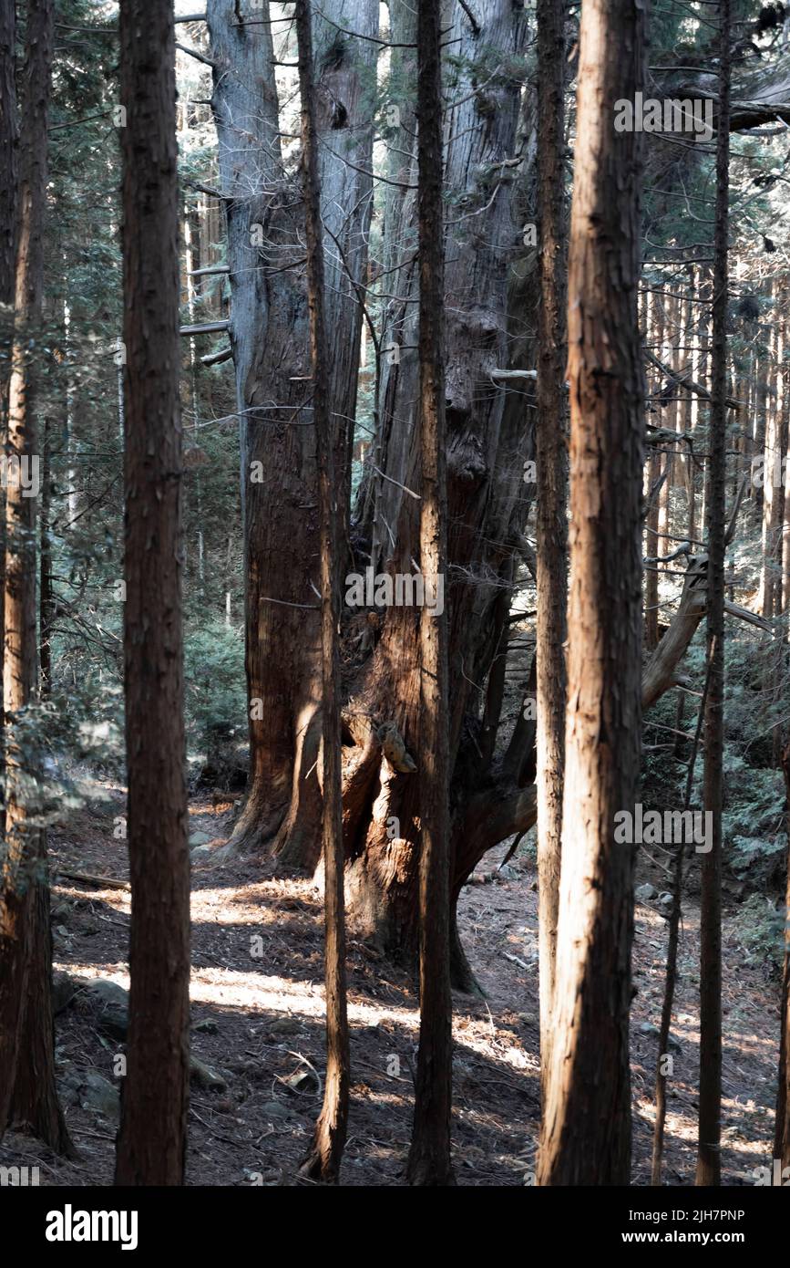 A Japanese big cedar tree in the mysterious forest daytime Stock Photo ...