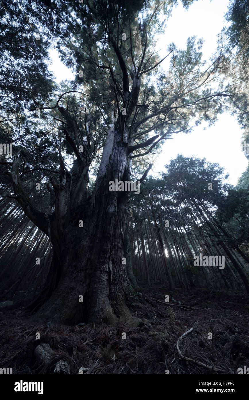 A Japanese big cedar tree in the mysterious forest daytime Stock Photo ...
