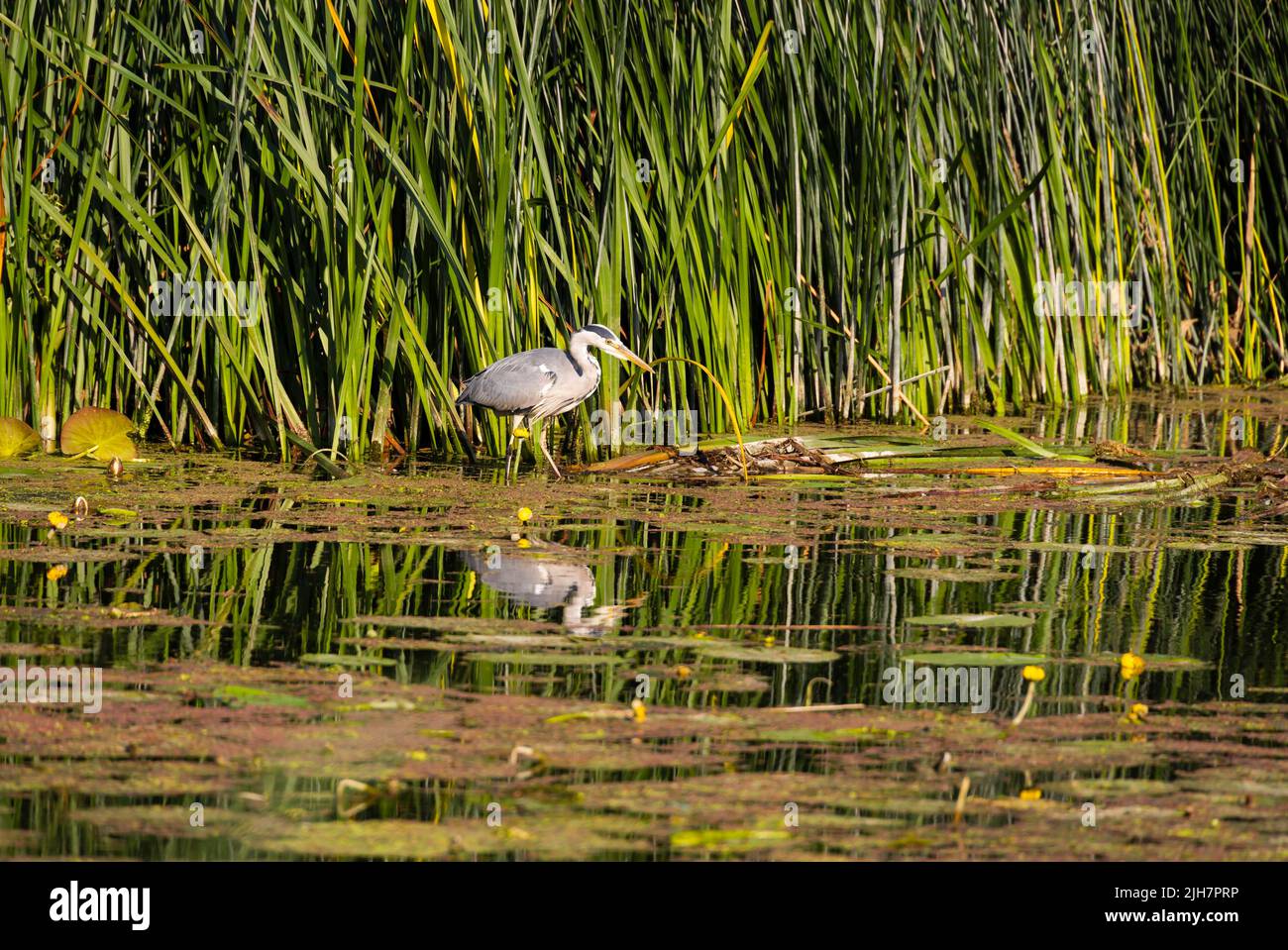 Bennu bird hi-res stock photography and images - Alamy