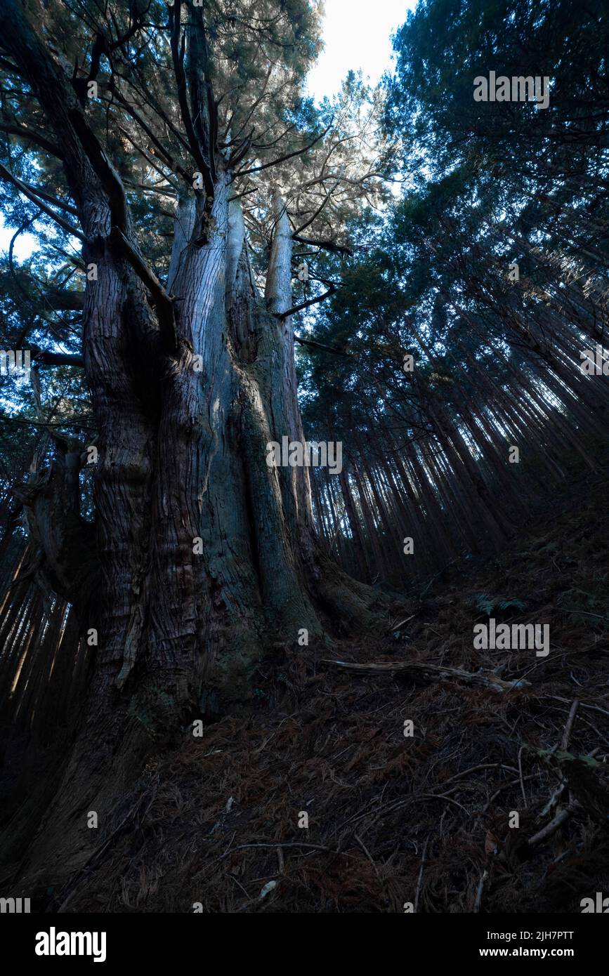 A Japanese big cedar tree in the mysterious forest daytime Stock Photo - Alamy