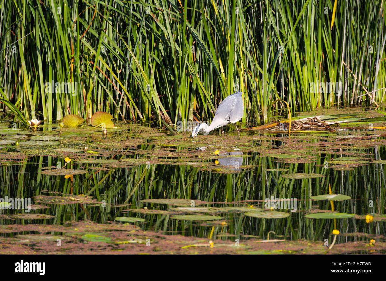 Bennu bird hi-res stock photography and images - Alamy