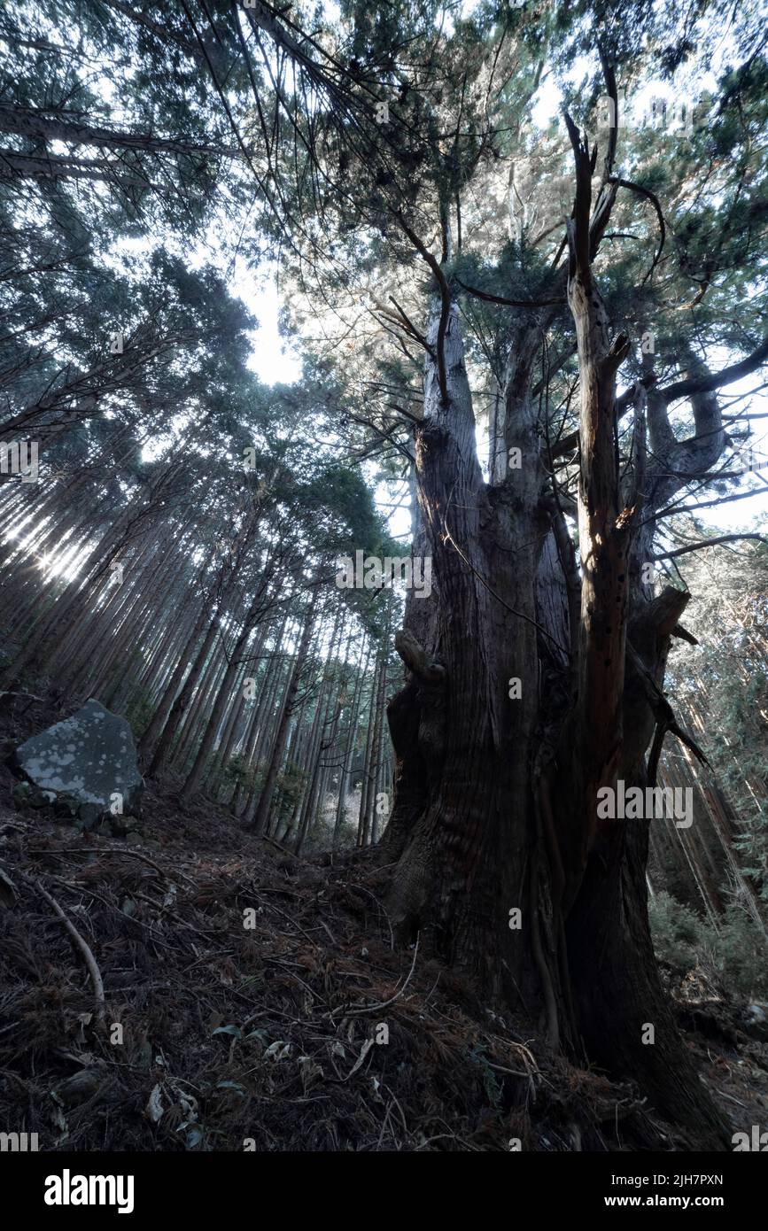 A Japanese big cedar tree in the mysterious forest daytime Stock Photo ...