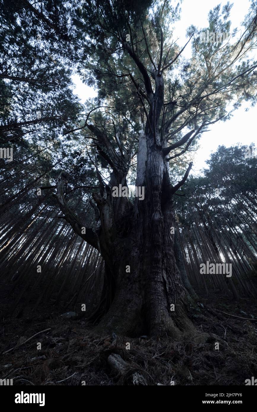 A Japanese big cedar tree in the mysterious forest daytime Stock Photo ...
