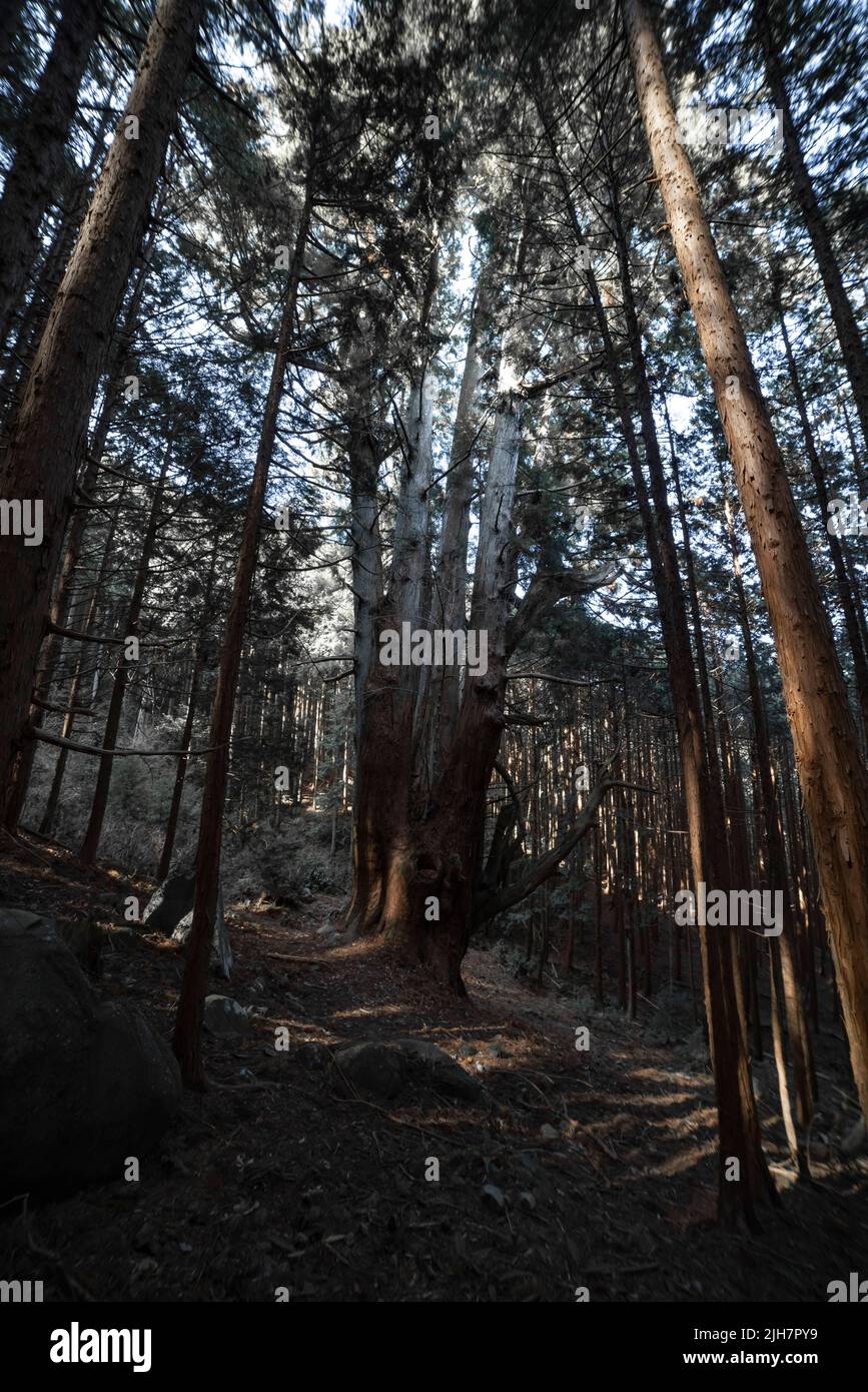 A Japanese big cedar tree in the mysterious forest daytime Stock Photo ...