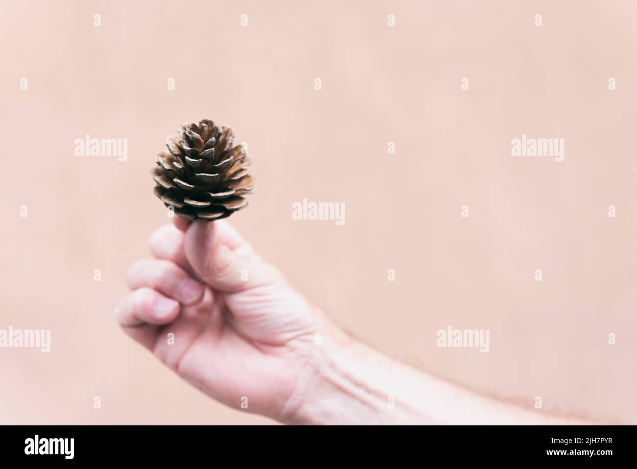Pinecone ecology hi-res stock photography and images - Alamy