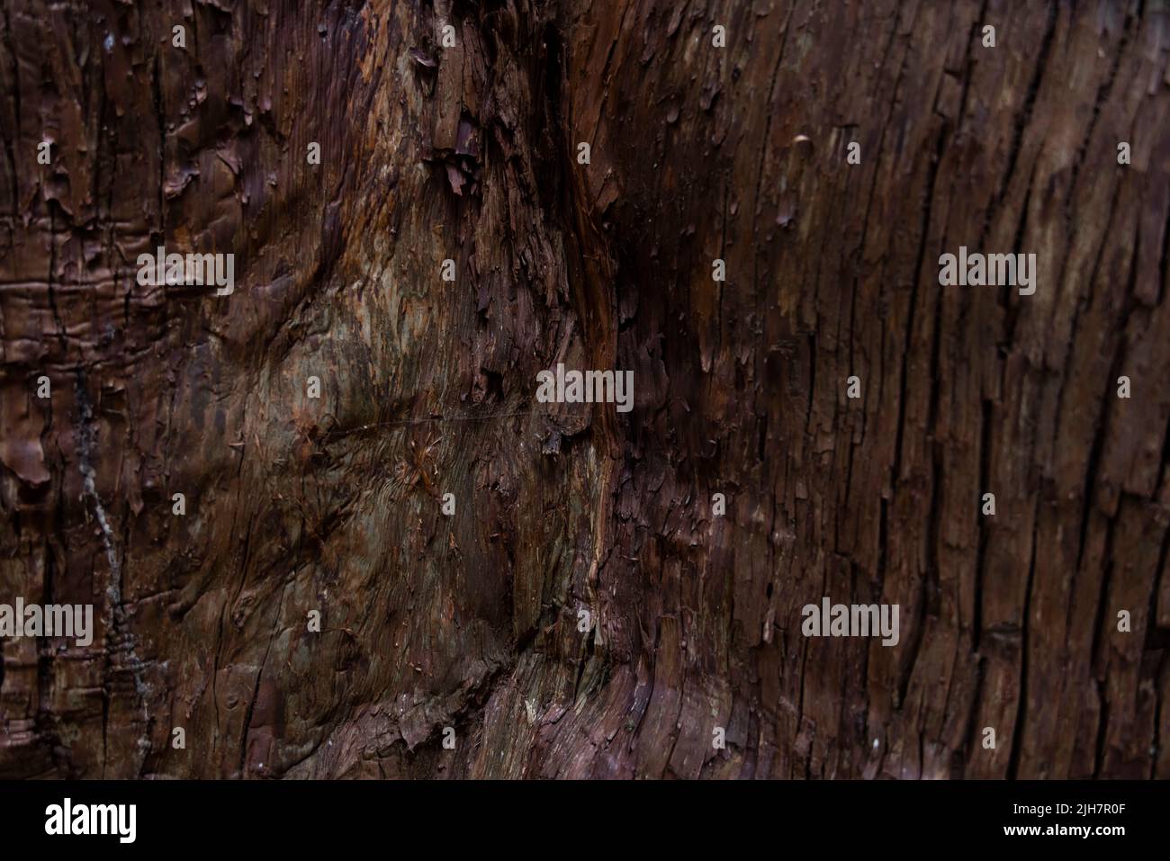A wooden texture of cedar tree Stock Photo - Alamy
