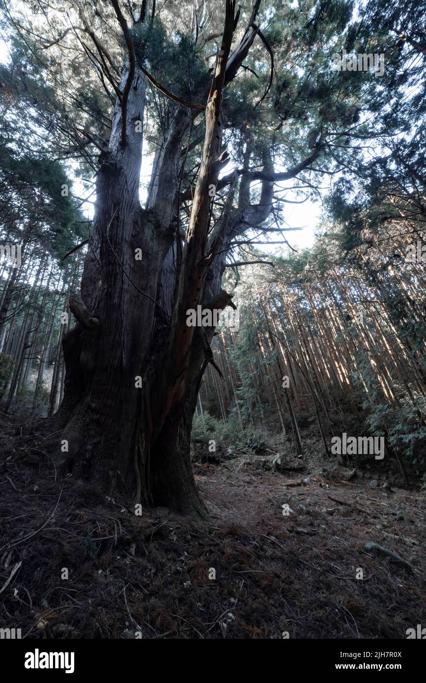 A Japanese big cedar tree in the mysterious forest daytime Stock Photo ...