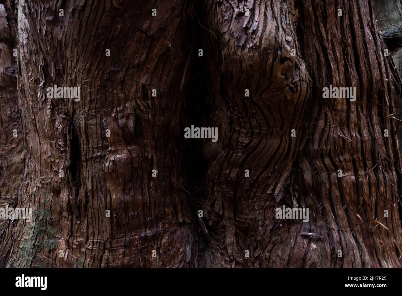 A wooden texture of cedar tree Stock Photo - Alamy