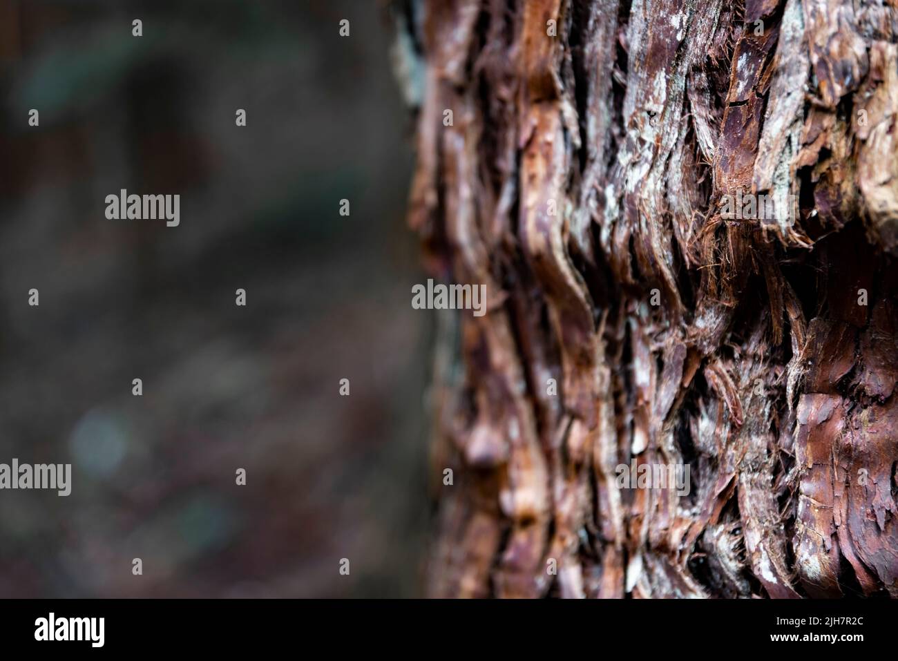 A wooden texture of cedar tree Stock Photo - Alamy