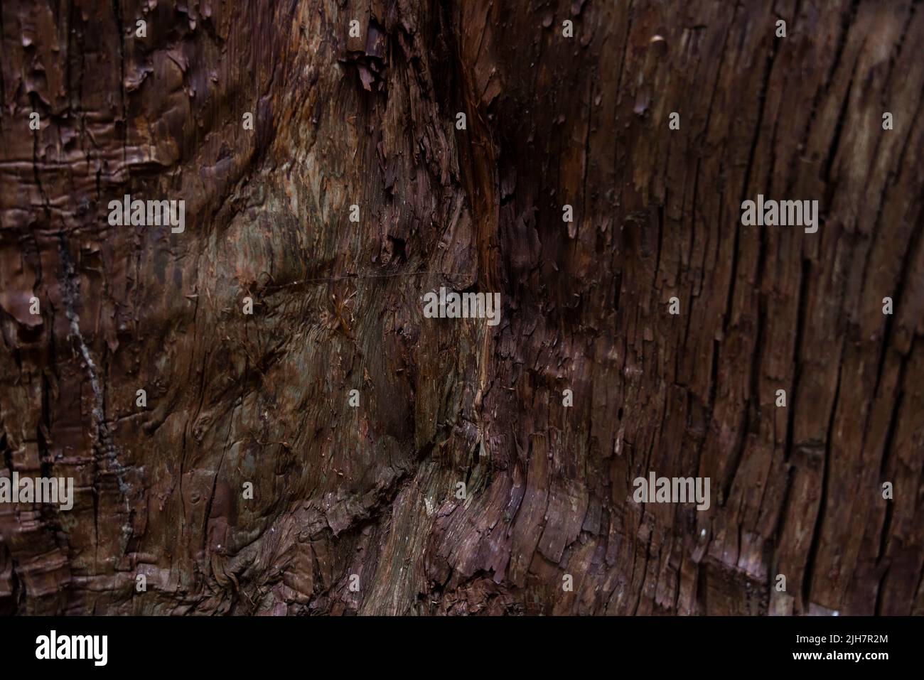 A wooden texture of cedar tree Stock Photo - Alamy