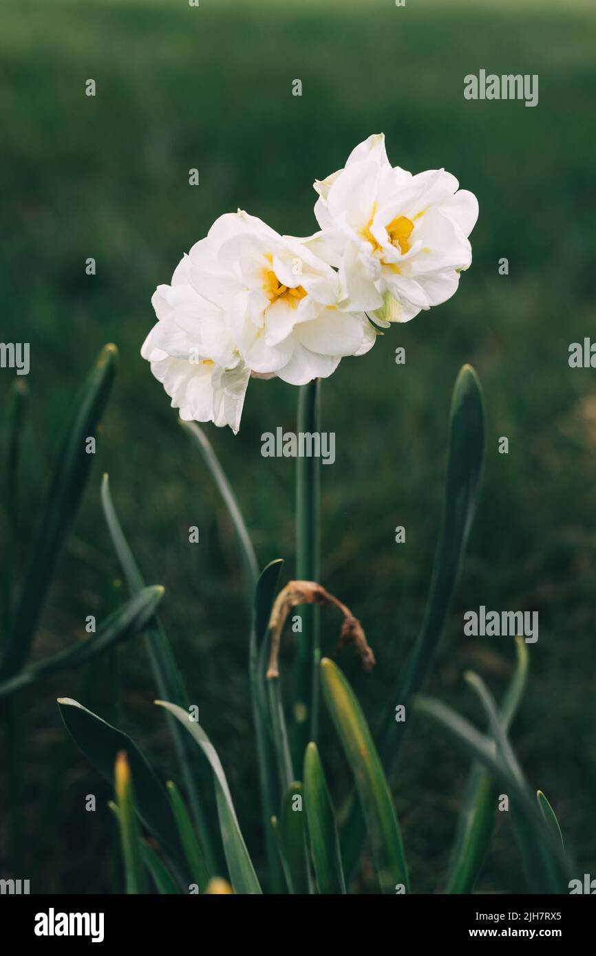 Daffodil cheerfulness hi-res stock photography and images - Alamy