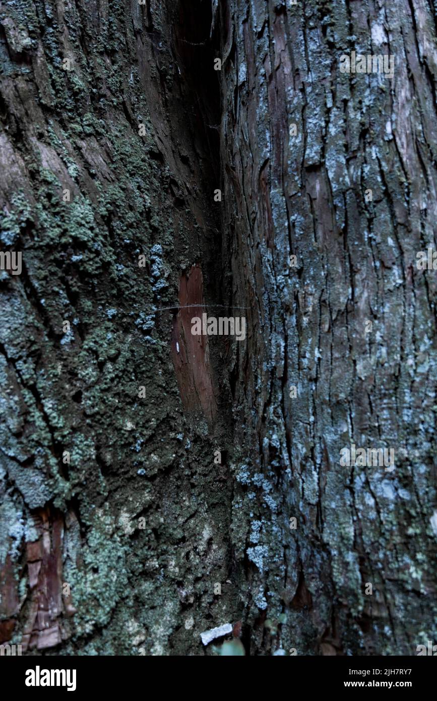 A wooden texture of cedar tree Stock Photo - Alamy