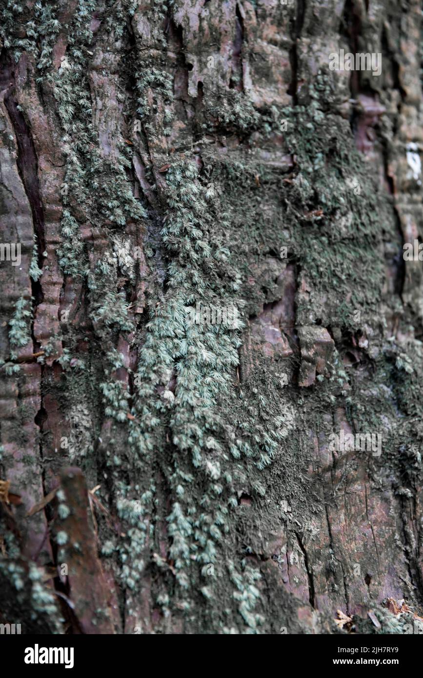 A wooden texture of cedar tree Stock Photo - Alamy