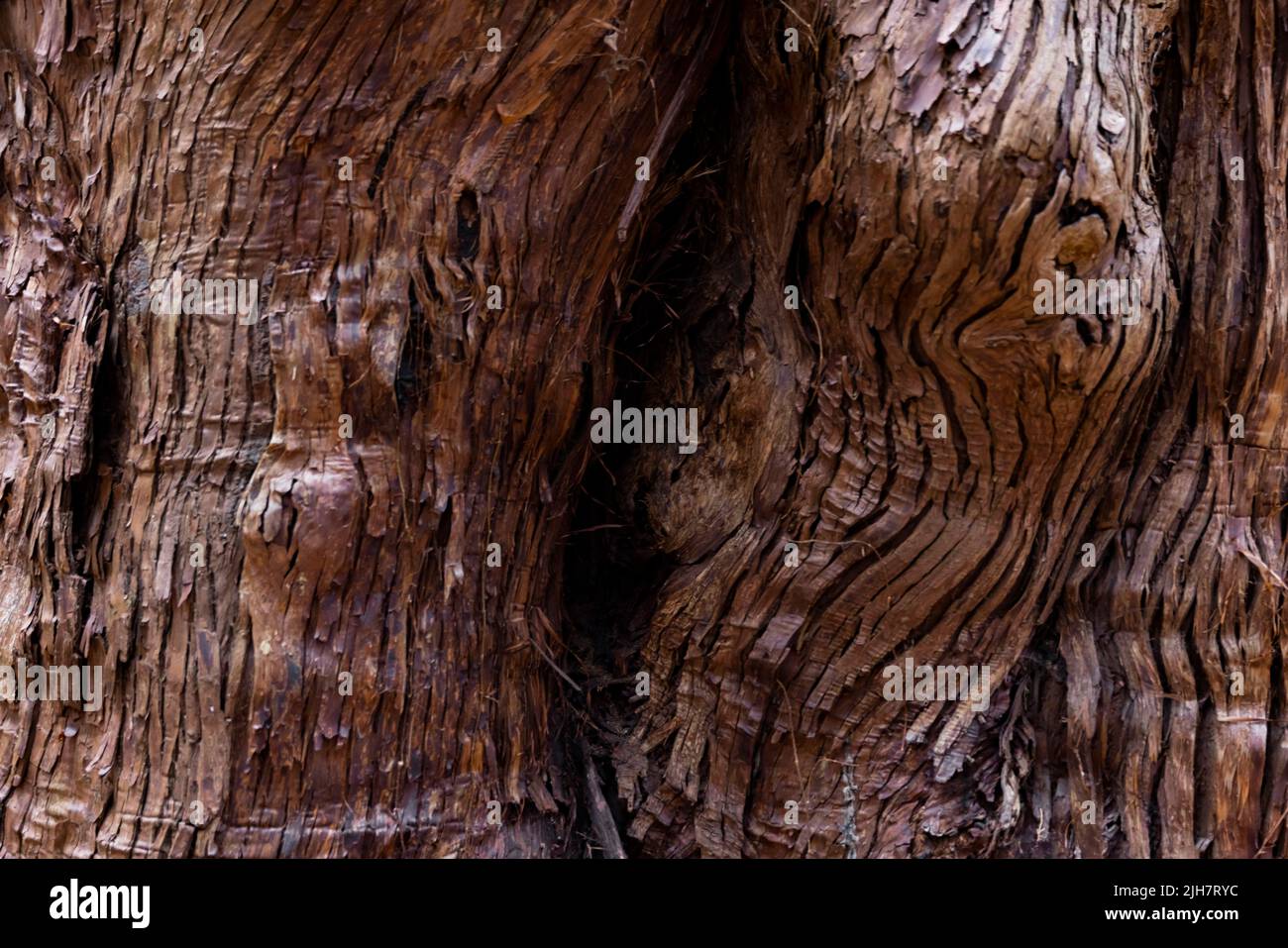 A wooden texture of cedar tree Stock Photo - Alamy