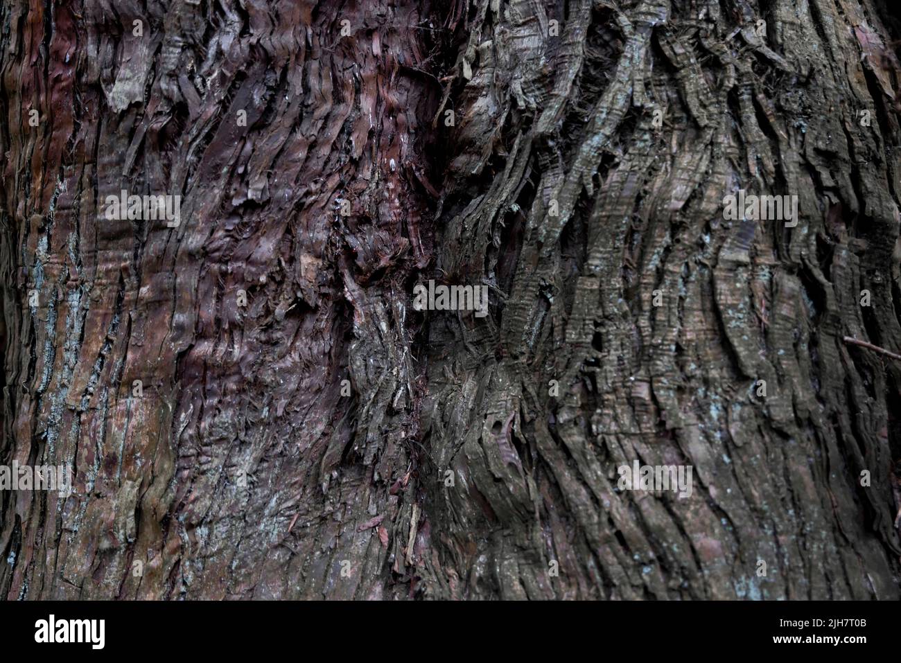 A wooden texture of cedar tree Stock Photo - Alamy